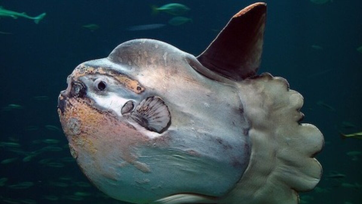 Video Of Ocean Sunfish, World's Largest Bony Fish, Leaves Internet Stunned - News18
