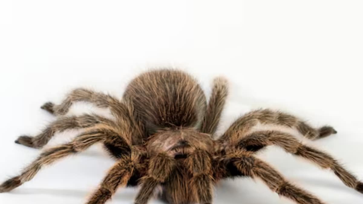 In Ecuadorian Mountains, Scientists Discover Terrifying Satan Tarantula ...