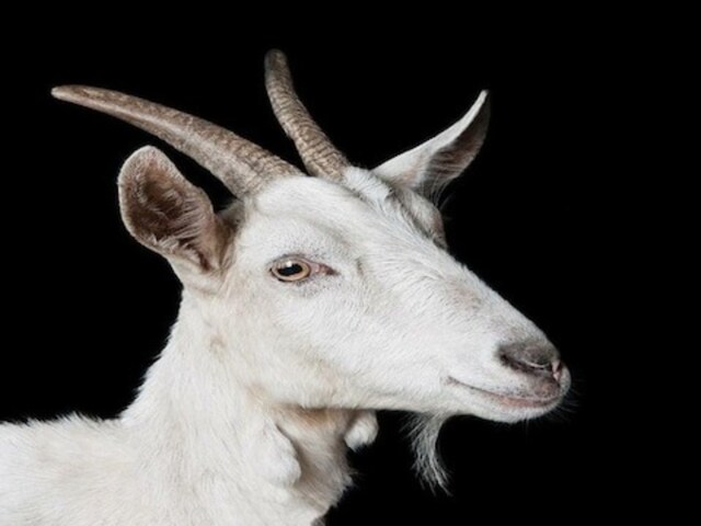 This Is Why Goats Have Horizontal Pupils - News18