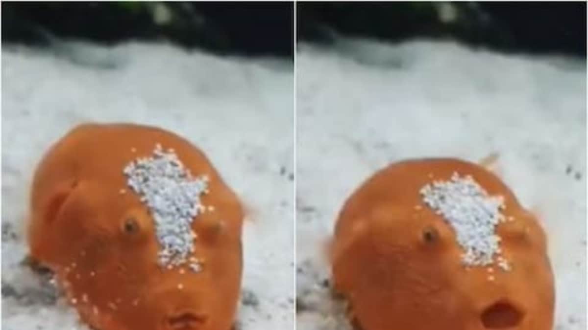 This Fish, Found In Africa's Congo, Can Change The Colour Of Its Skin ...