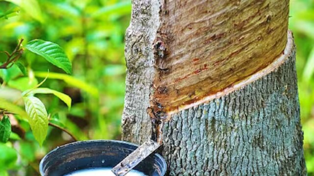Watch: How Rubber Bands Are Manufactured At The Mill | Viral News - News18