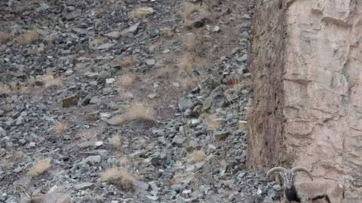 Optical Illusion: Spot The Hidden Mountain Leopard In This Picture ...