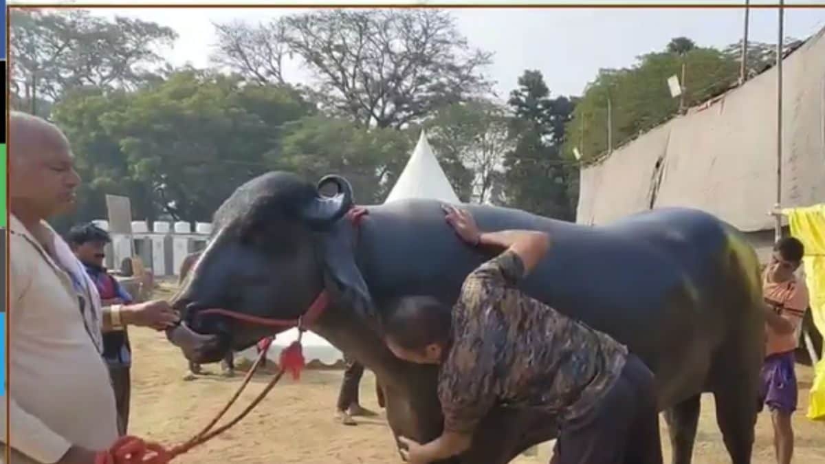 At Bihar Dairy And Cattle Expo, All Eyes On 15-Quintal Celebrity ...