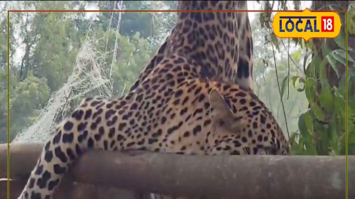 Leopard Found Trapped in Net Laid for Monkeys, Andhra Forest Dept ...
