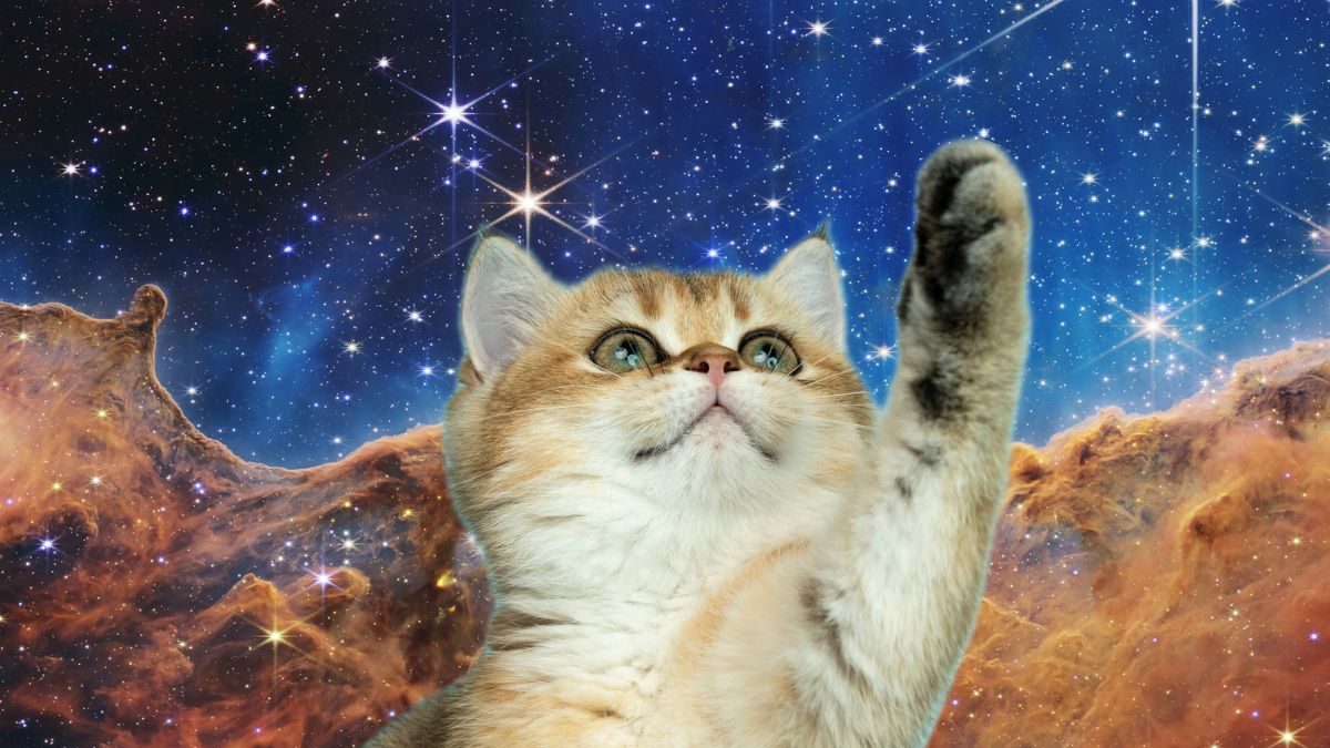 NASA Beams 'Ultra-HD' Cat Video From Deep Space; Same Tech To Aid ...