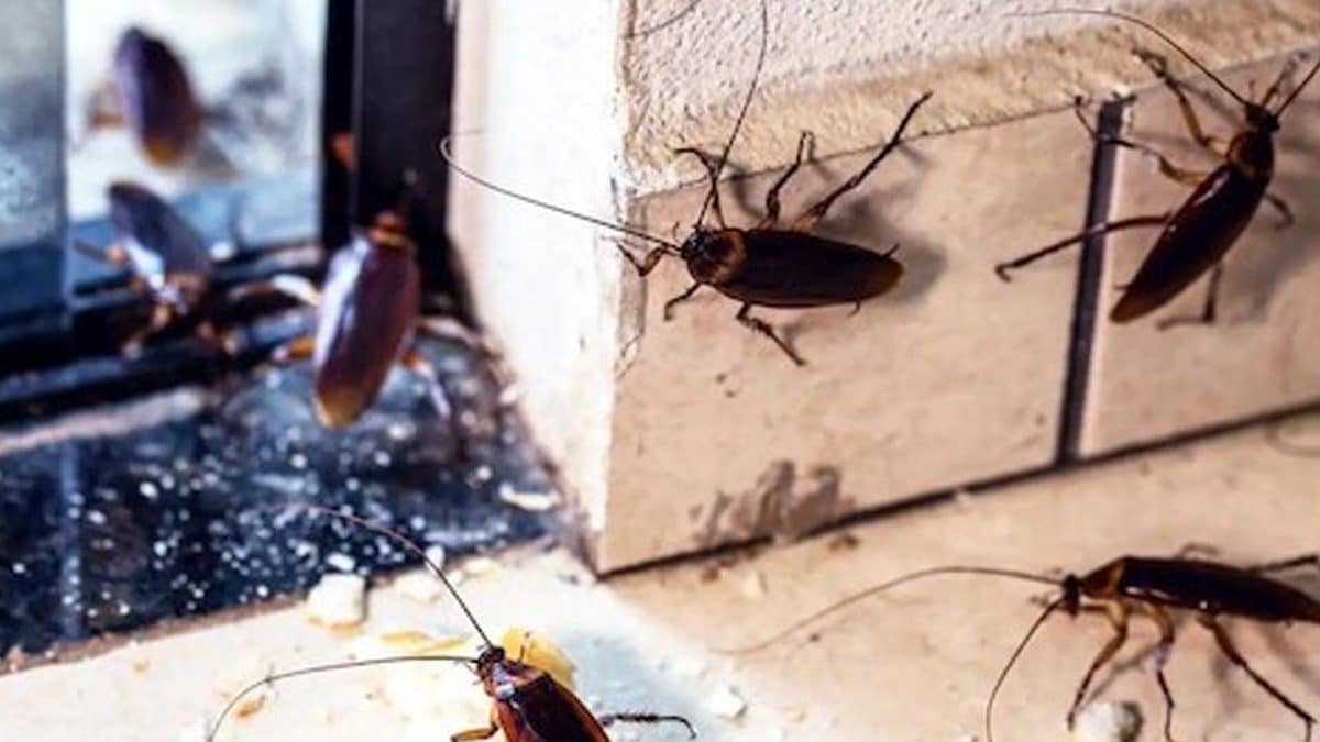 Man Blows Up Apartment While Trying To Kill A Cockroach | Viral News ...