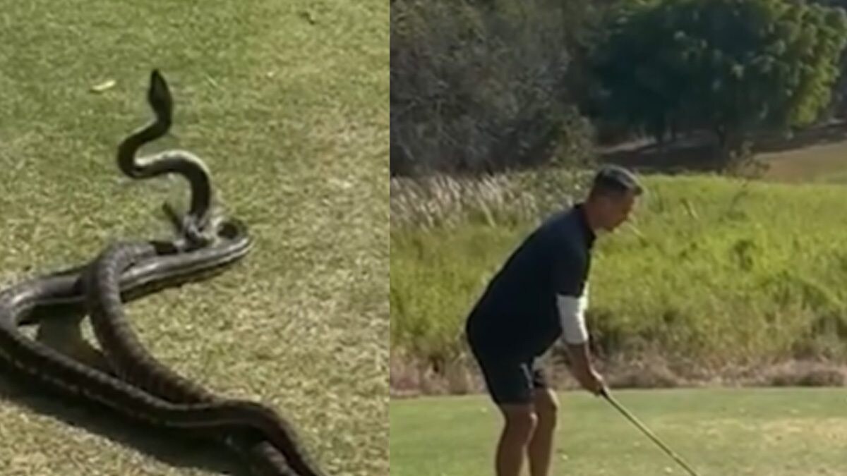 Watch: Man Continues To Play Golf With 2 Snakes Fighting Next To Him ...