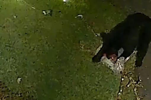 In Florida Bear Caught On Camera Knocking Down Reindeer Christmas Decor News18