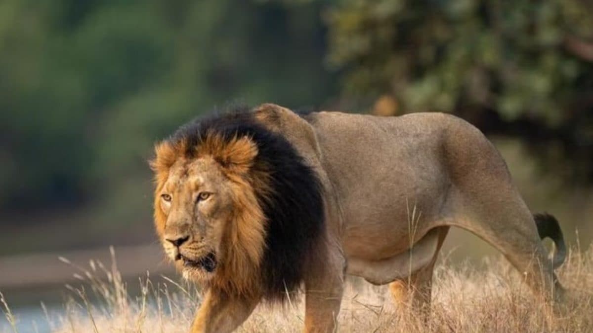 These 'Sher' Memes Circulating On Social Media Are Too Hilarious To ...