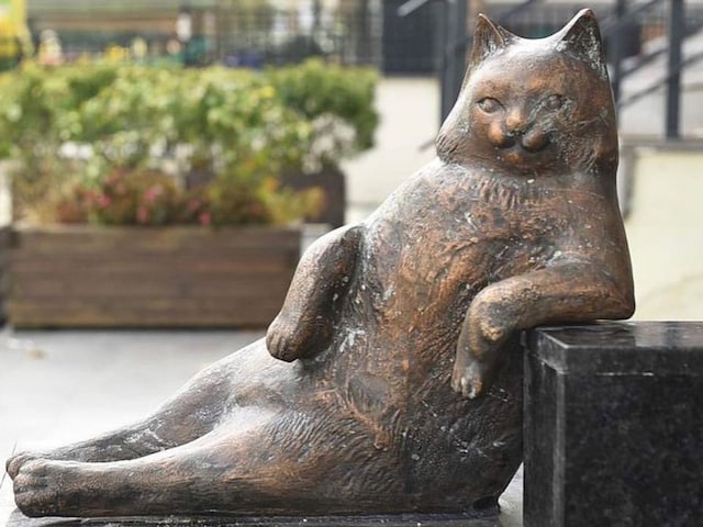 Istanbul Honours Beloved Stray Cat With A Statue After Death - News18