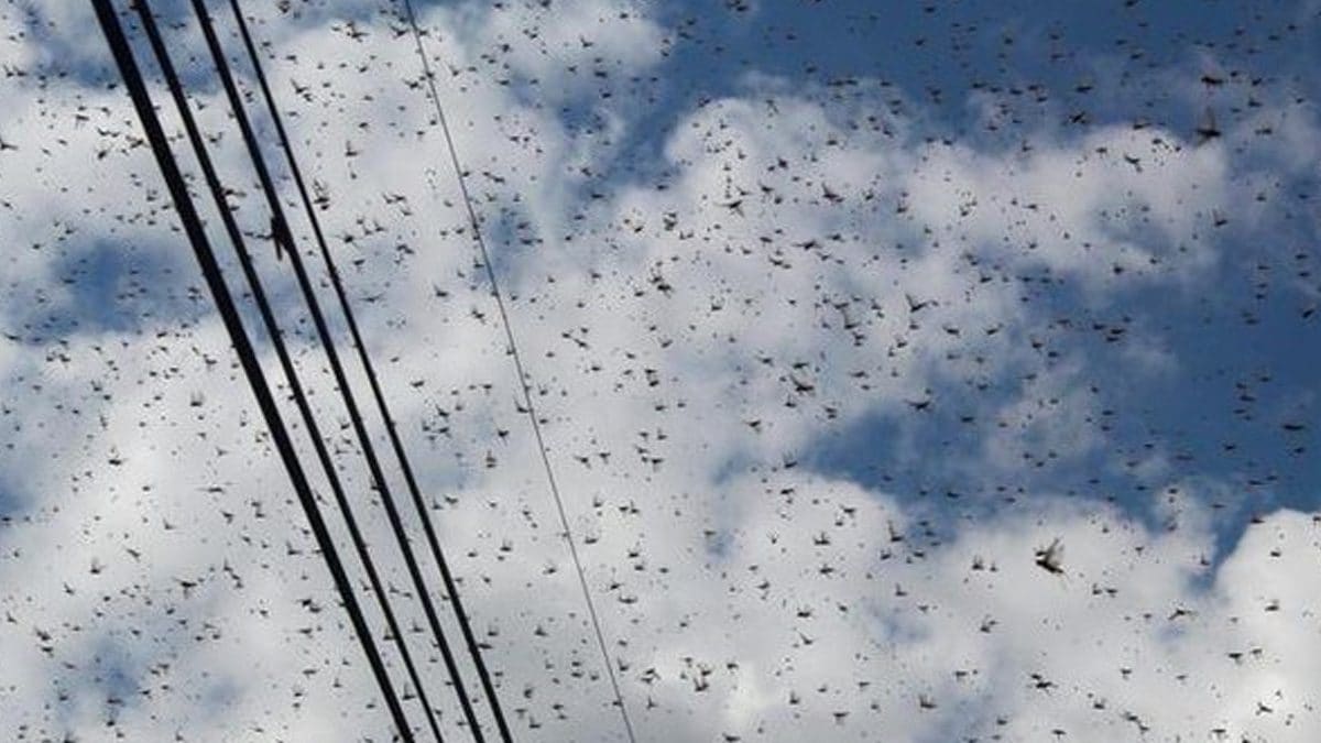 Watch: Swarm Of Locusts Invades Mexico's Skies In Rare Event | Viral ...