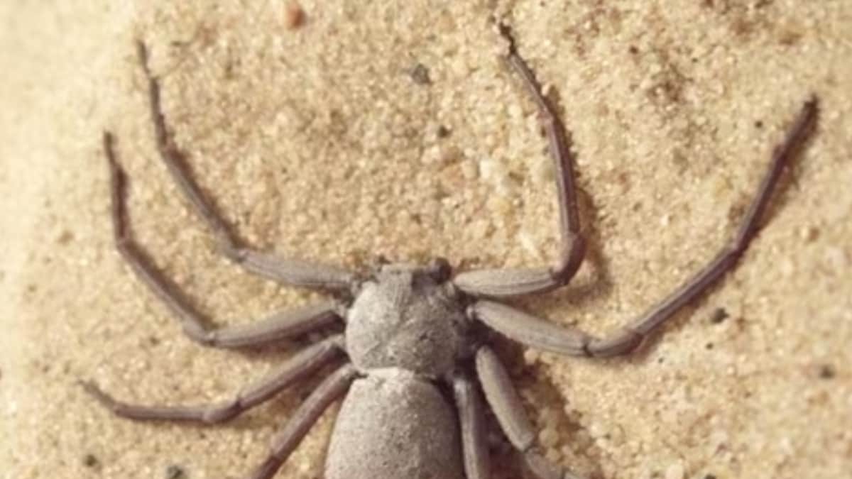 Watch: World's 'Most Toxic' Spider Buries Itself In Sand To Wait For ...
