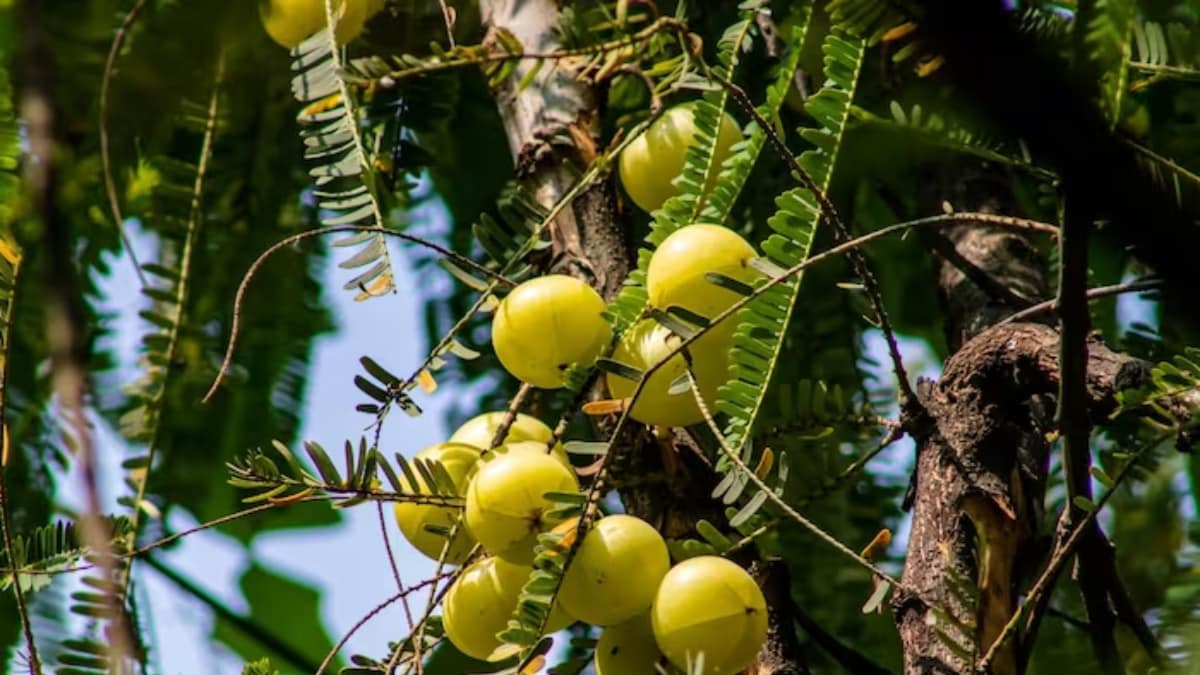 Immunity Booster To Glowing Skin, 6 Health Benefits Of Amla In Winter ...