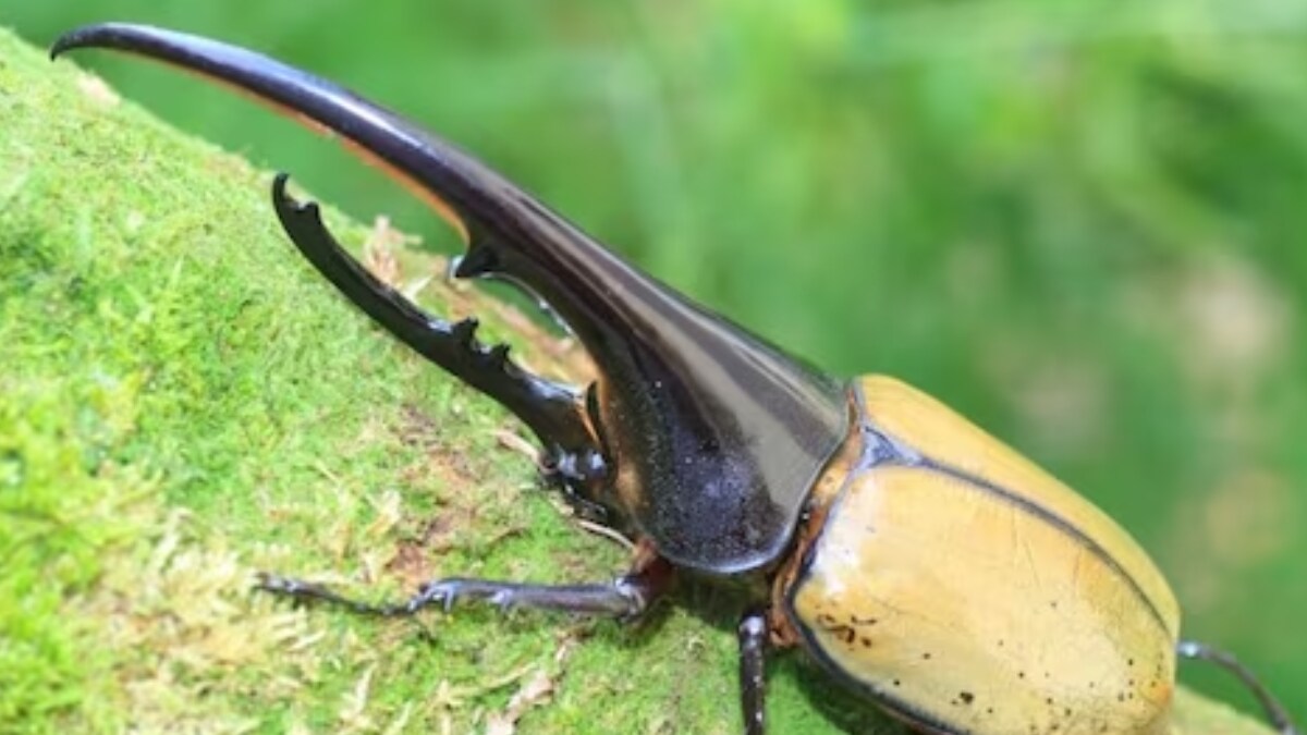 Video Of Hercules Beetle, World's Largest Flying Insect, Leaves ...