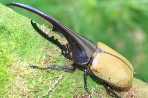 Video Of Hercules Beetle, World's Largest Flying Insect, Leaves ...