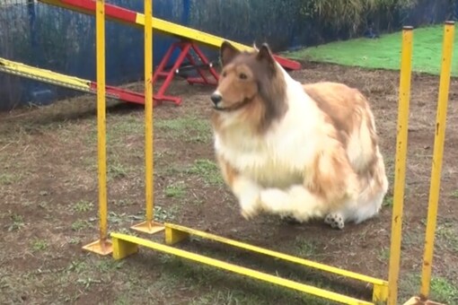 Japanese Man Who ‘Transformed’ Into Dog By Spending 11.67 Lakh Fails ...