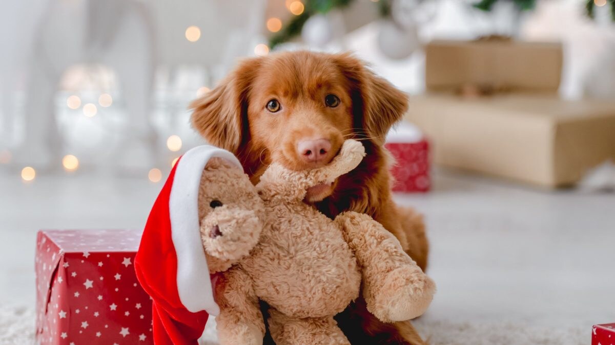 Pawsitively Safe Christmas: Tips from Your Vet to Keep Furry Friends ...