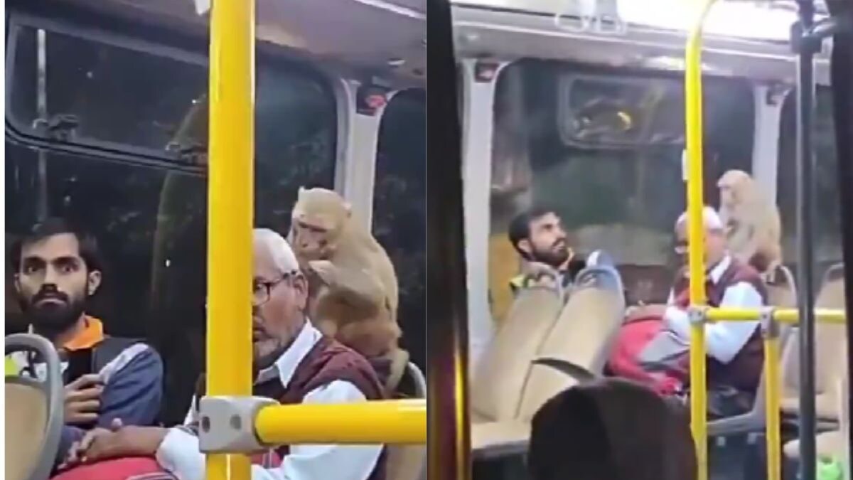 Monkey 'Boards' Lucknow Bus and Creates Panic Among Passengers in Viral ...