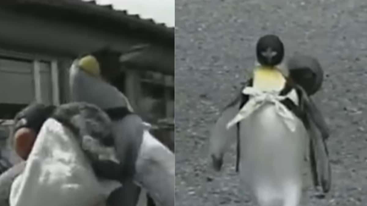 Remember Lala, The Penguin Who Loves To Shop? He Is Back To Spread ...