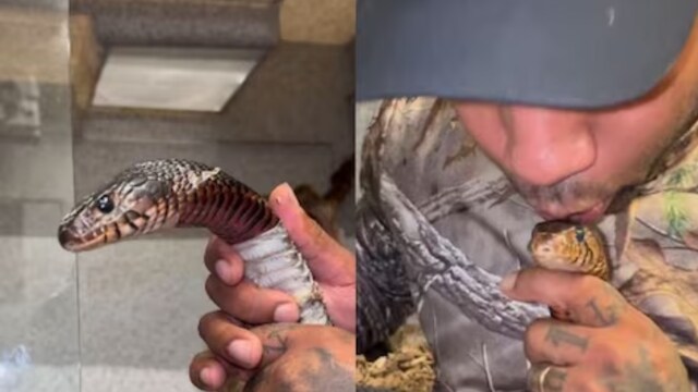 Trending: Man Kisses Snake On Head In Chilling Video - News18