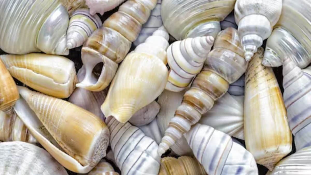Are The Conch Shells Used In Holy Rituals Man-made Or Found In The ...