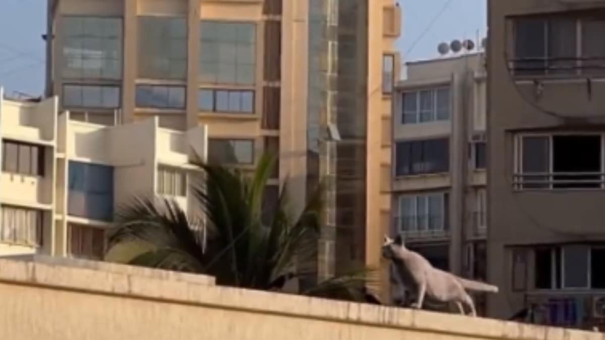 Cat's Perfect Push Ups Is The 'Morning Gym Motivation' You Need | Viral ...