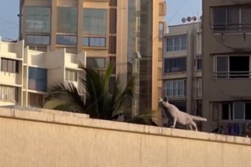 Cat's Perfect Push Ups Is The 'Morning Gym Motivation' You Need - News18