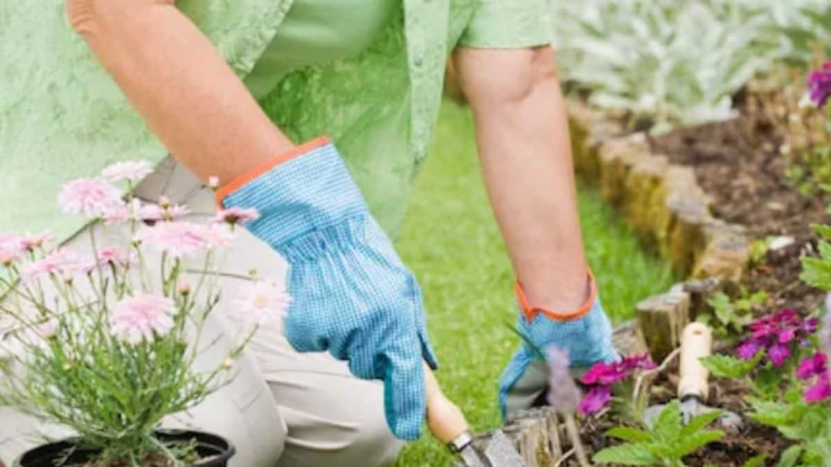 How To Protect Indoor Plants During Winter? Follow These 4 Tips ...