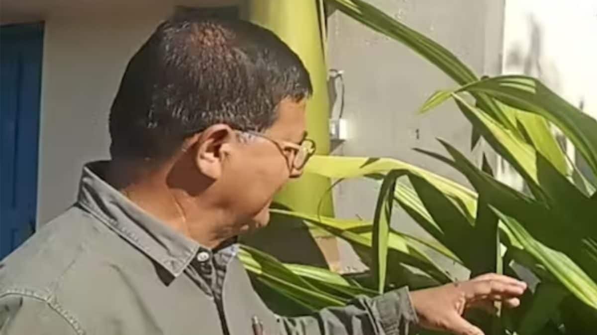 5 Health Benefits Of Sudarshan Plant You Just Can't Ignore | Lifestyle ...