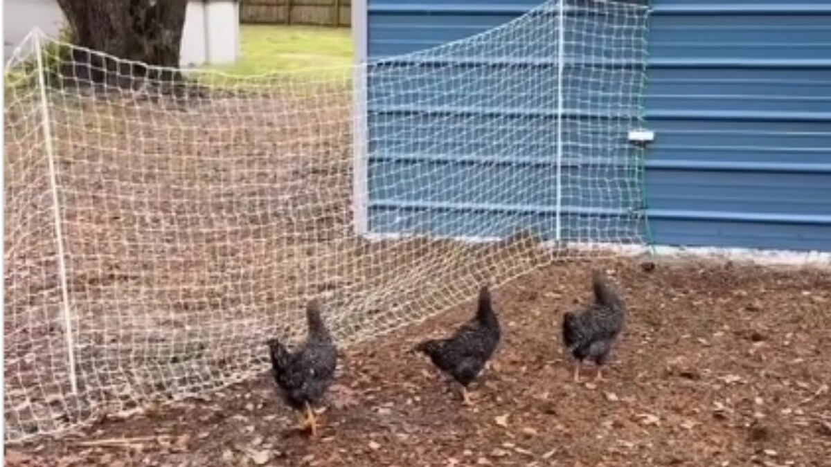 Is Glitch In The Matrix Real? Video Of Chickens Freezing In Time Goes ...