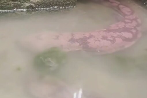 This Old Video Of Endangered Salamanders Living In Chinese Caves Raises ...