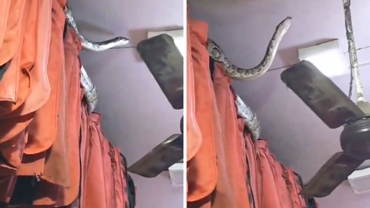 Bone-Chilling: 14-Foot-Long Python Spotted Inside A Meerut Shop | Viral ...