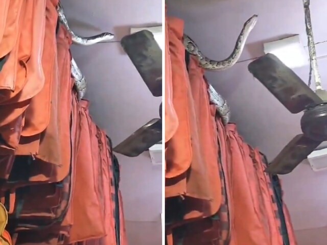 Bone-Chilling: 14-Foot-Long Python Spotted Inside A Meerut Shop - News18