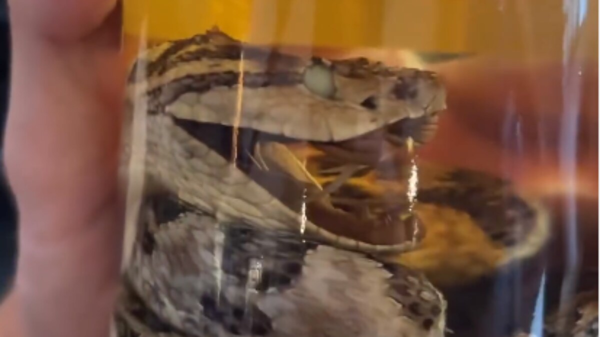 This Adventurous Japanese Snake-Infused Whiskey Will Blow Your Mind ...