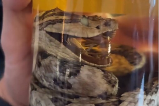 This Adventurous Japanese Snake-Infused Whiskey Will Blow Your Mind ...