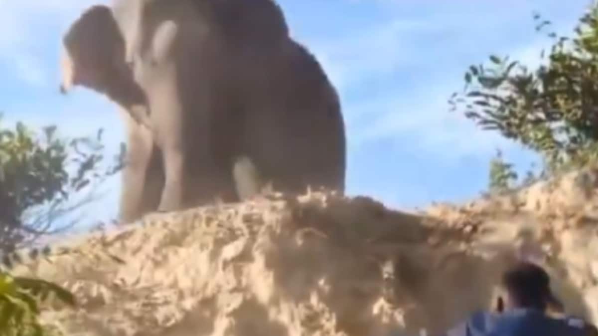 Men Try To Scare Elephant With Slippers In Shocking Video | Viral News ...