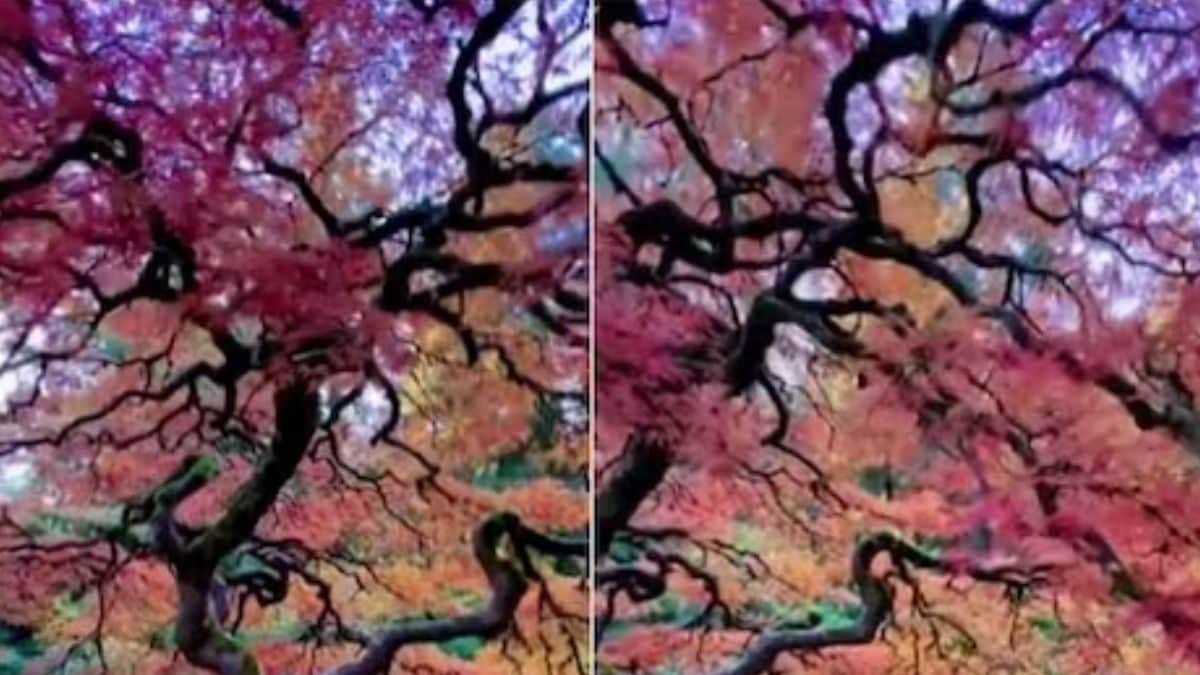 This Tree In Portland Japanese Garden Changes Colour Of Its Leaves ...