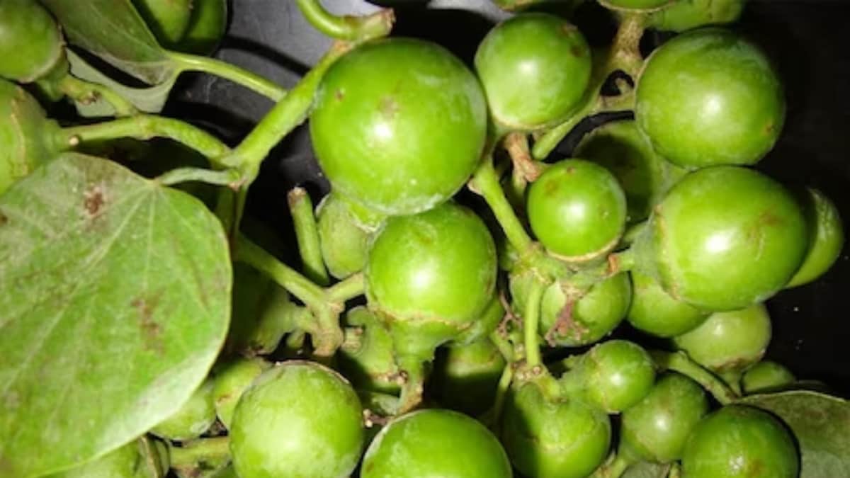 Why This Small, Rare Fruit Is Called A Factory Of Nutrients | Viral ...