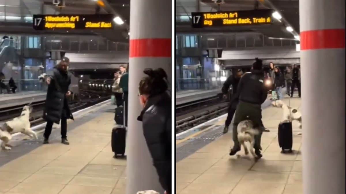 Chilling Video Shows ‘Out Of Control’ Dog Attacking Man On Railway ...
