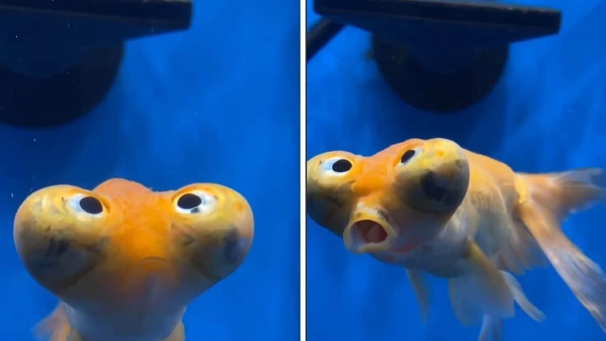 This 'Mysterious' Fish Video Is Keeping Internet Busy, Seen Yet ...