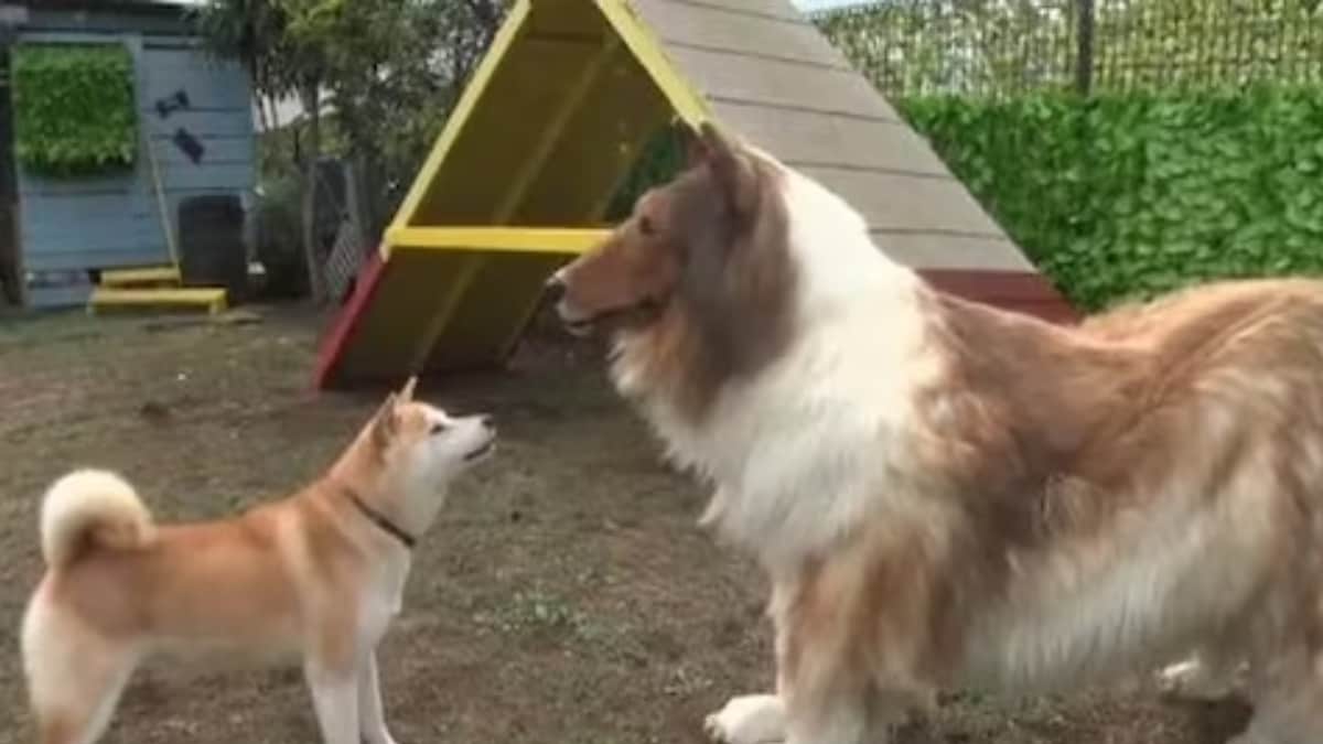 Japanese Dog-man Toco Meets A Real Fur Friend, And Then … | Viral News ...