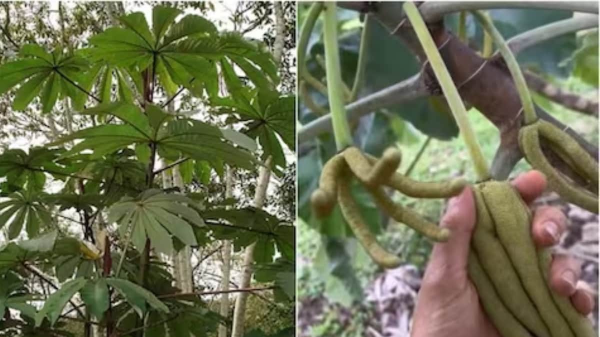 Video Of Cecropia Tree Unveils The Surprising Qualities Of Its Monkey ...