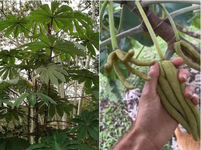 Video Of Cecropia Tree Unveils The Surprising Qualities Of Its Monkey ...