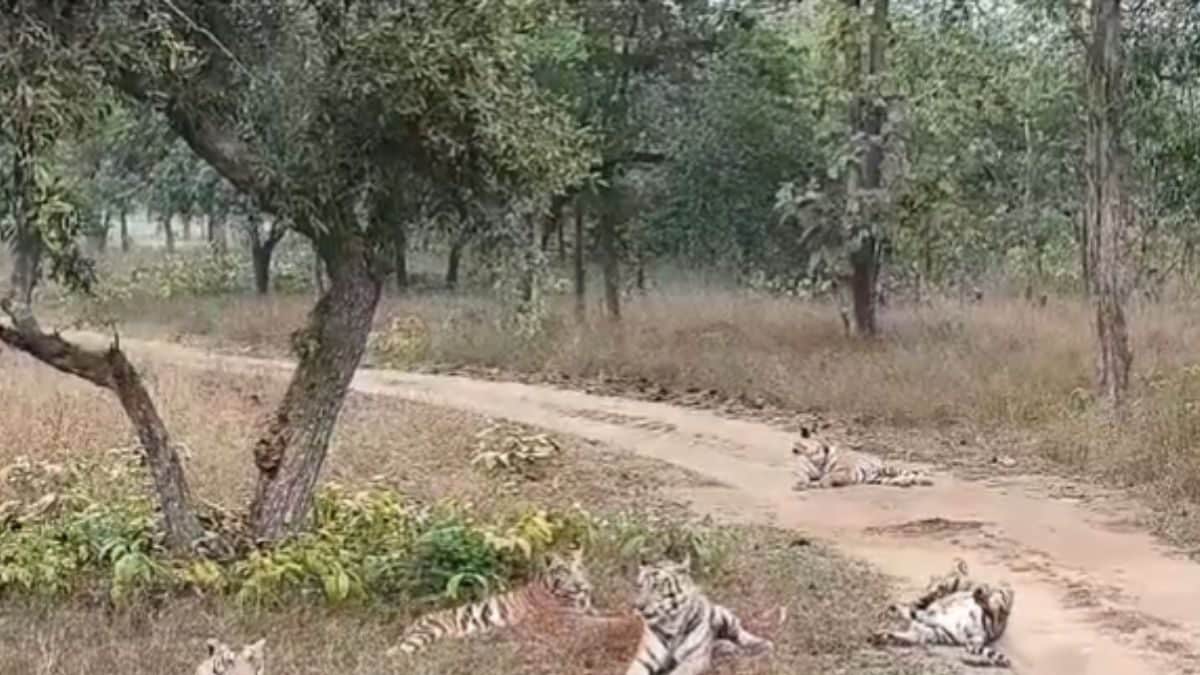 It's Not Everyday You Get To See A Tiger Family Roaming In The Wild ...