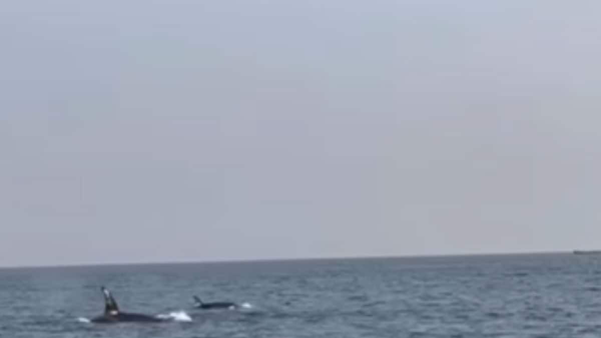 This Video Of Killer Whales Exploring The Indian Coast Is Scary | Viral ...
