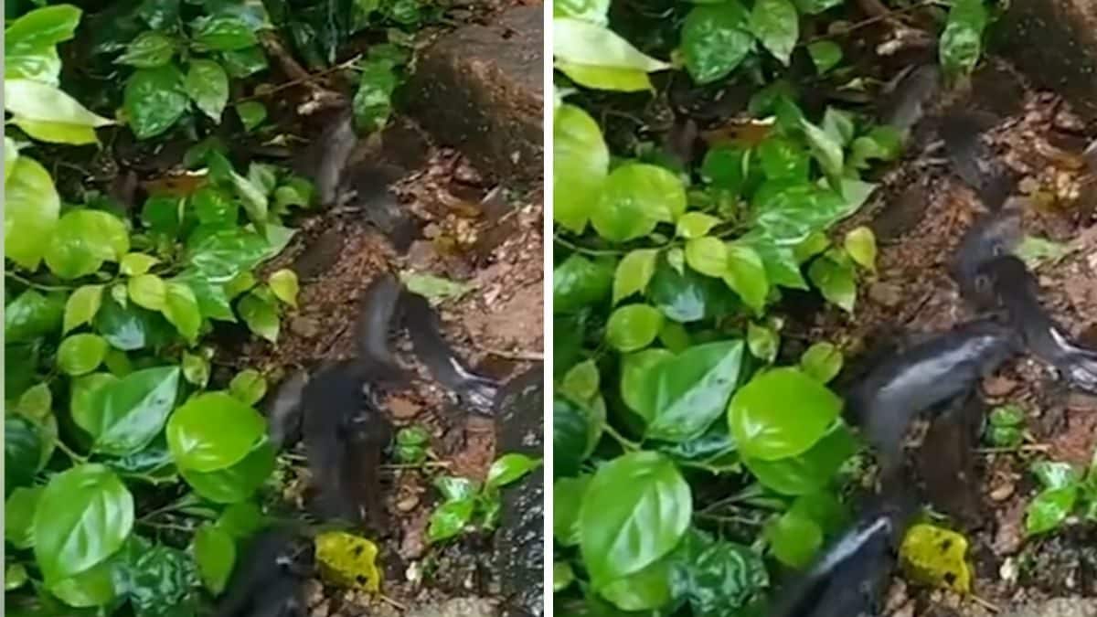 Did You Know Fish Can Live Out Of Water? This Shocking Video Is Proof ...