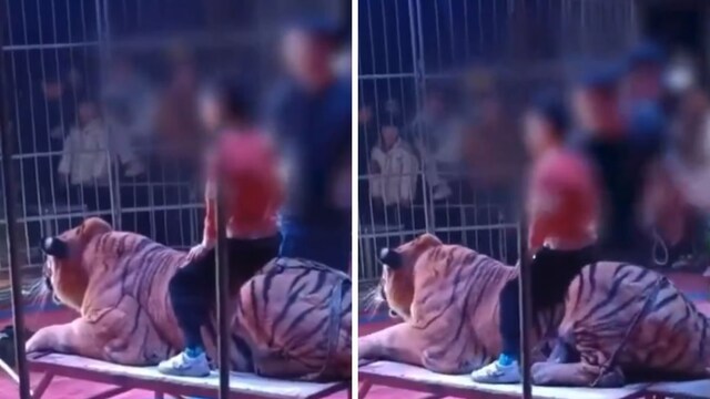 This Video Of Children Sitting On Tiger Inside Circus Ring Is Super ...