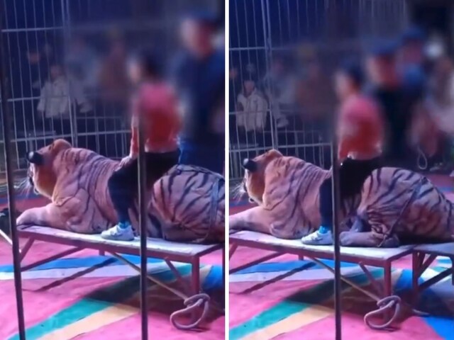 This Video Of Children Sitting On Tiger Inside Circus Ring Is Super ...