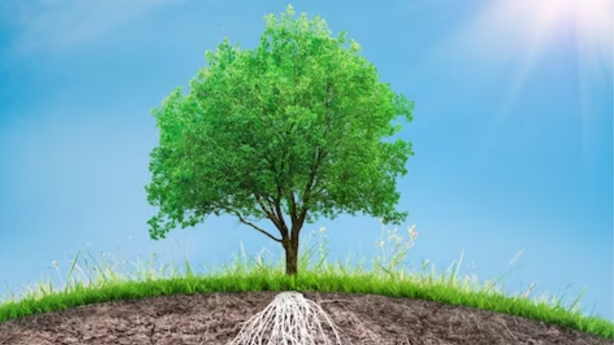 Why Plants Grow Upwards Defying Force Of Gravity - News18