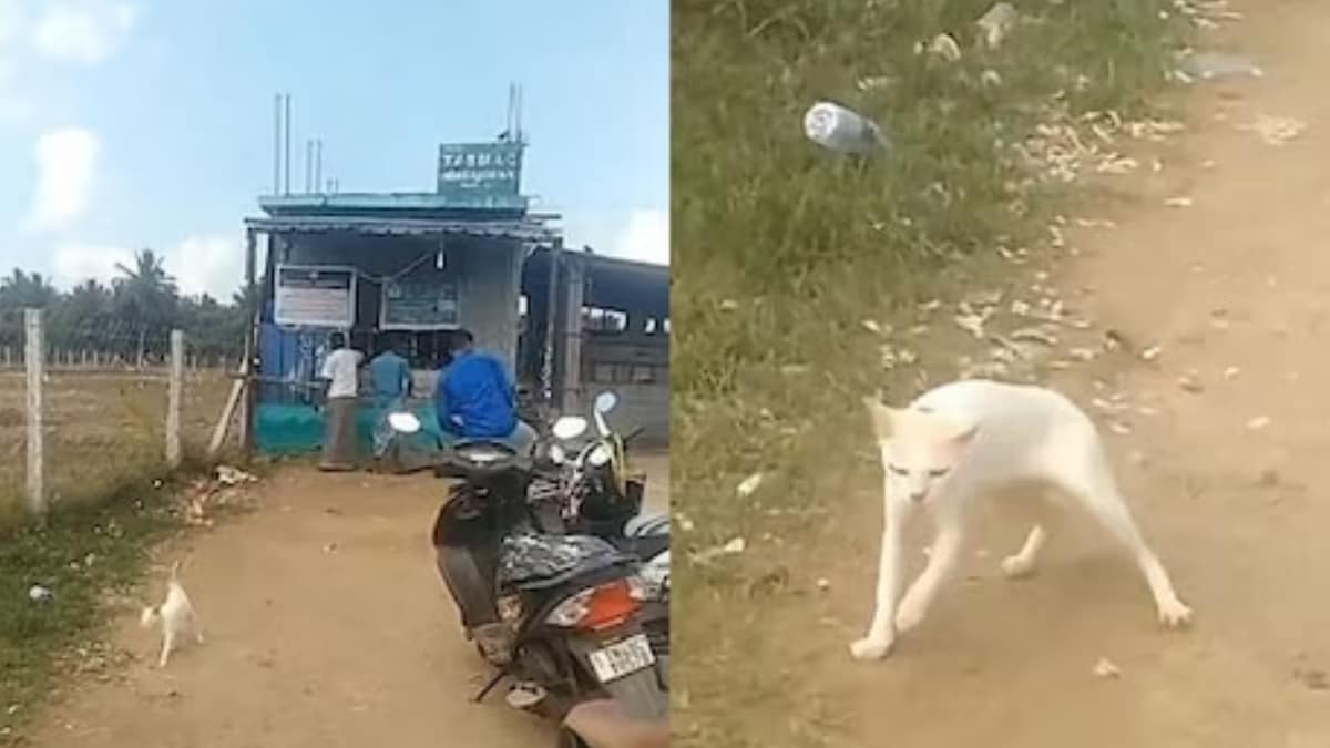Video Of 'Drunk' Cat From Tamil Nadu Raises Concerns About Well-being ...
